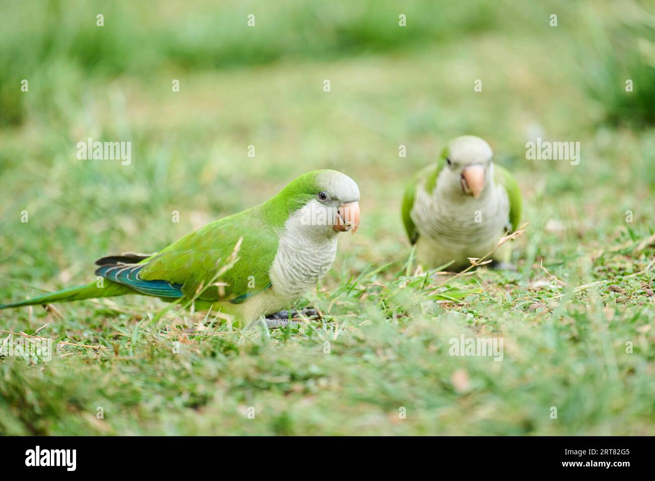 Monk parakeets (Myiopsitta monachus) wildlife on a meadow, Catalonia ...