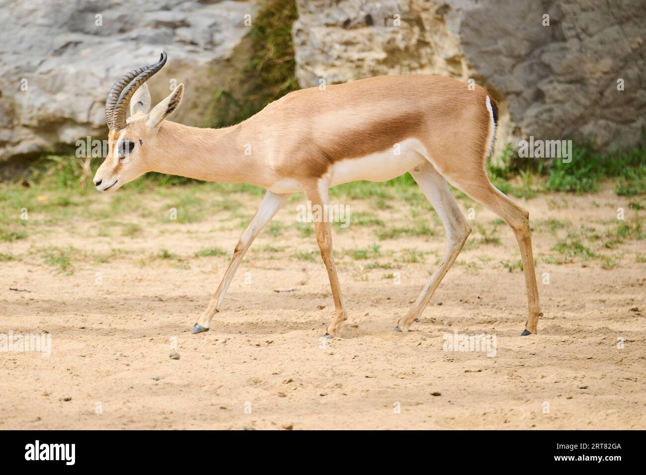 Mountain gazelle (Gazella gazella) walking in the dessert, captive ...