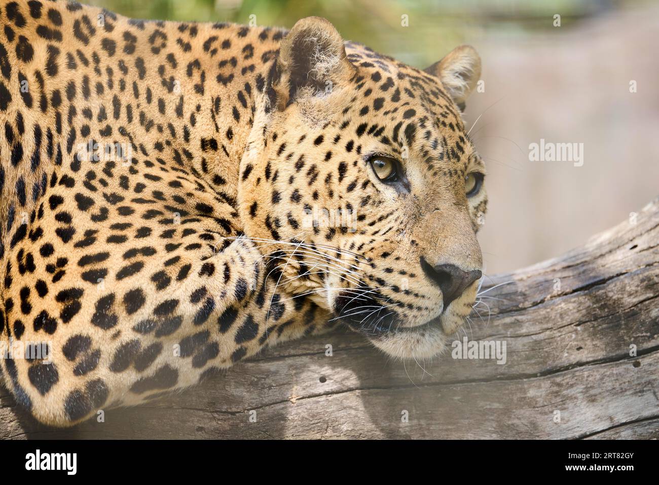 Wood leopard hi-res stock photography and images - Alamy