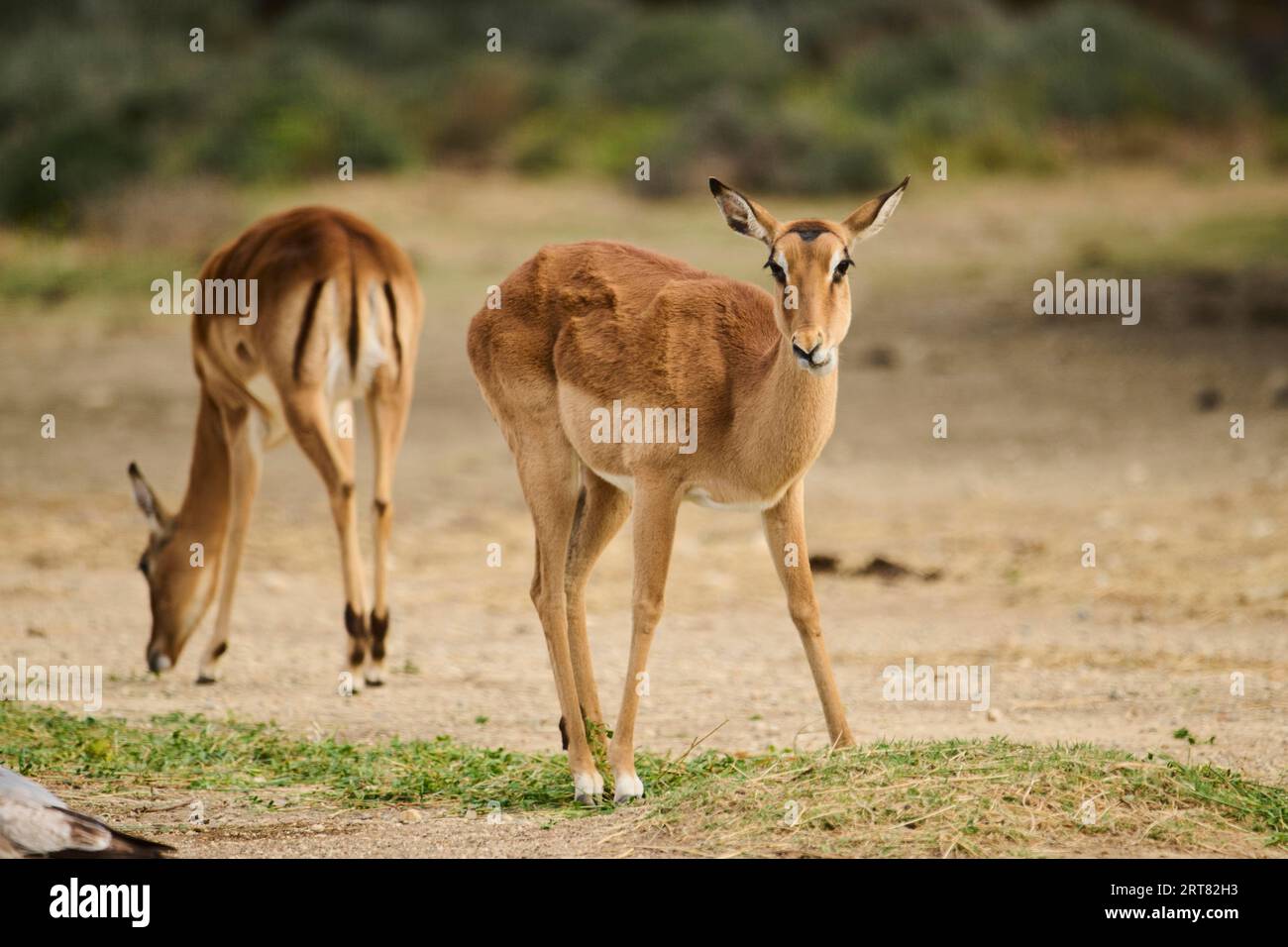 Female Impala (Aepyceros melampus) in the dessert, captive ...