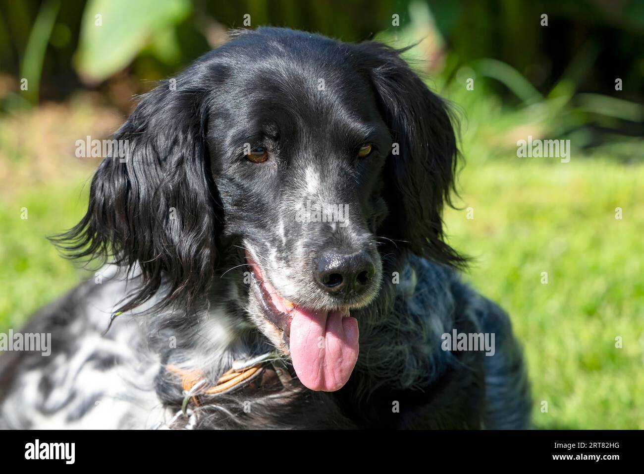 Large Muensterlander, dog (Canis lupus familiaris), hunting dog ...
