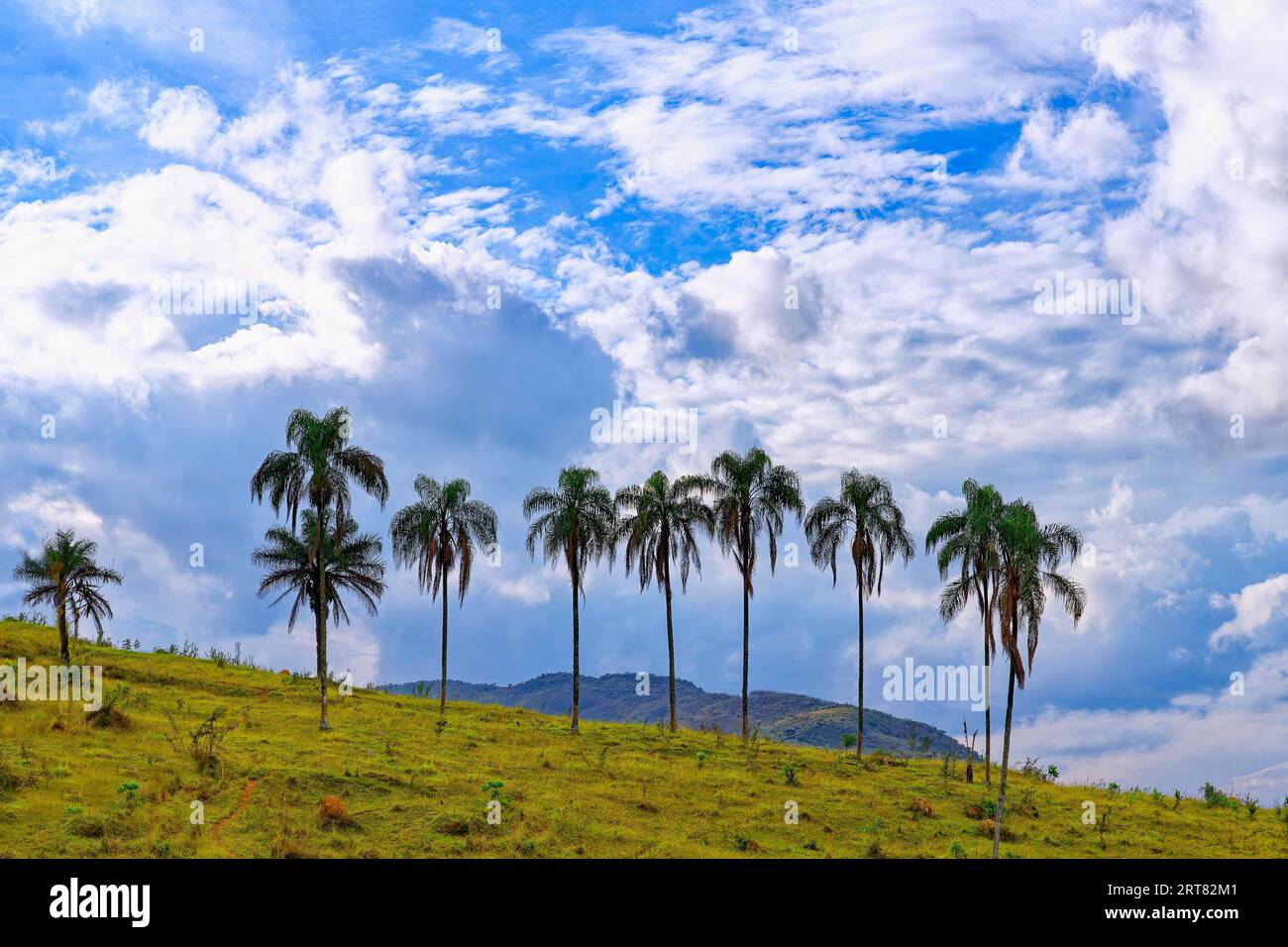 Macauba palm trees (Acrocomia aculeata) on a ridge, Serra da Canastra ...
