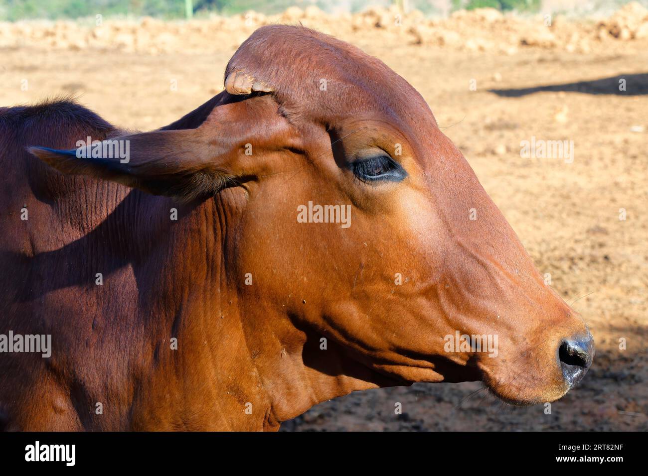 Indo america hi-res stock photography and images - Alamy