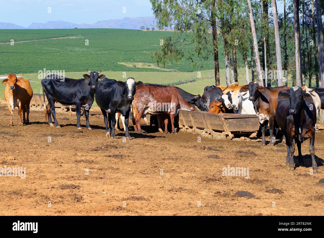 Livestock in brazil hi-res stock photography and images - Alamy