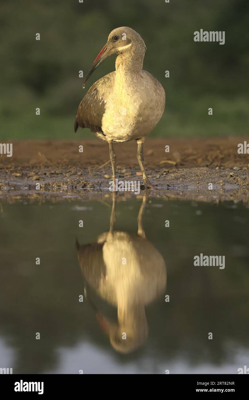 Hadada (Bostrychia hagedash) or Hadeda Ibis reflecting in water ...