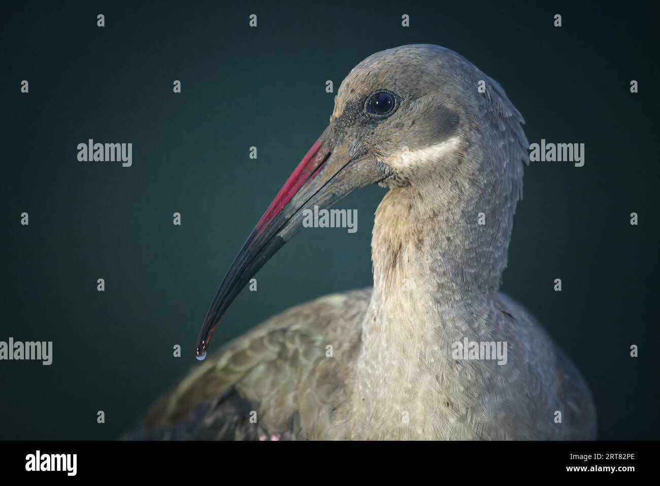 Hadada (Bostrychia hagedash) or Hadeda Ibis, Kwazulu Natal Province ...