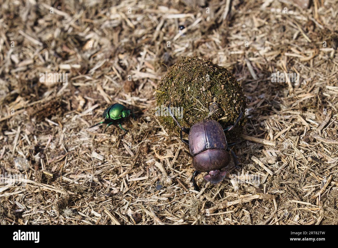Dung beetle or scarab beetle pushing feces round ball, Kwazulu Natal ...