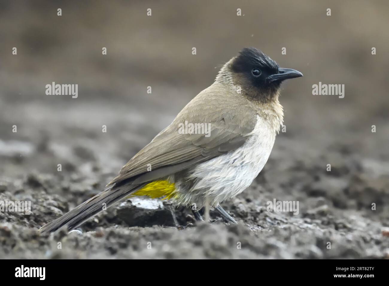 Dark-capped bulbul (Pycnonotus tricolor), Kwazulu Natal Province, South ...