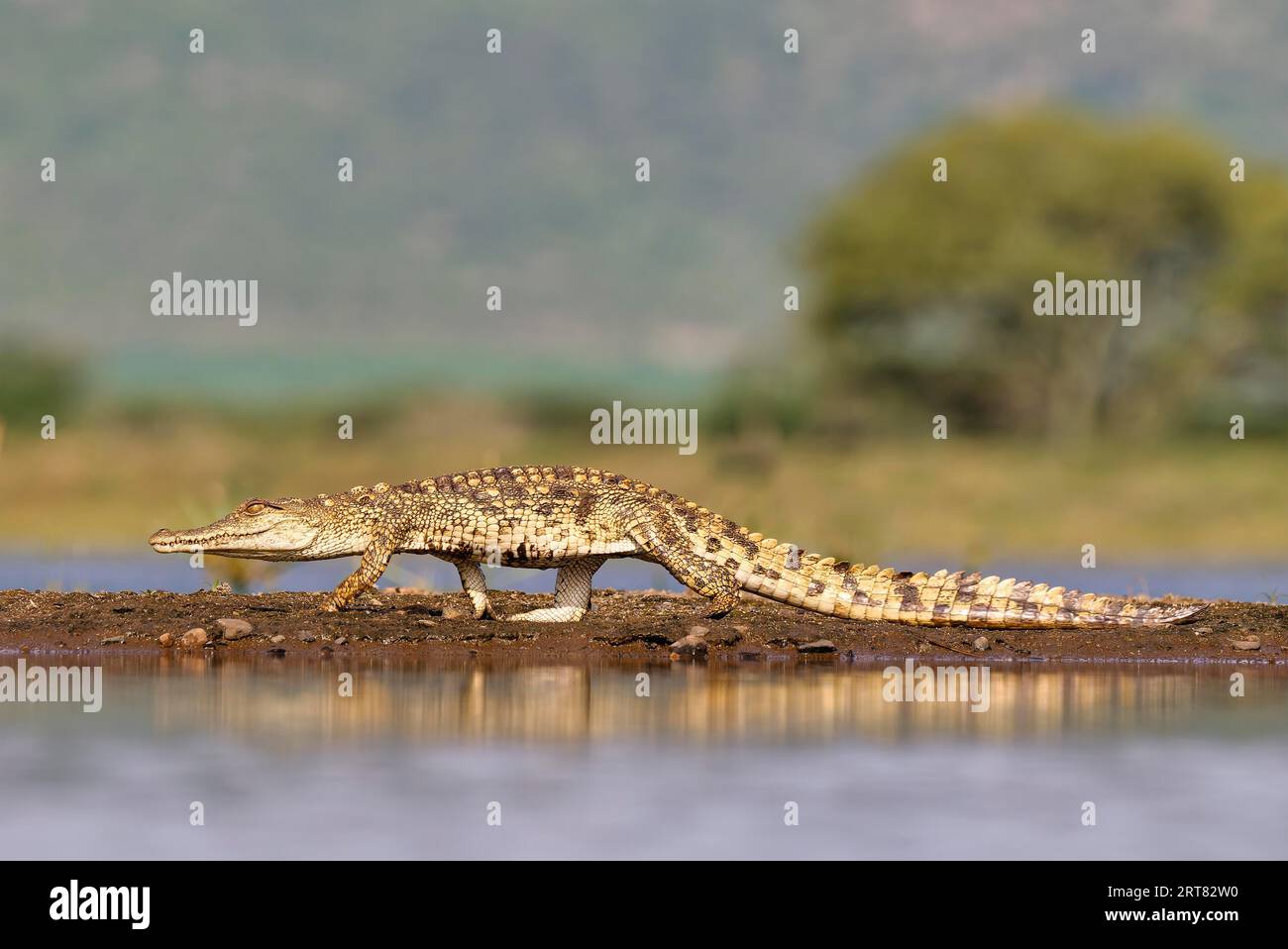 Nile crocodile (Crocodylus niloticus) walking on a sandbank, Kwazulu ...