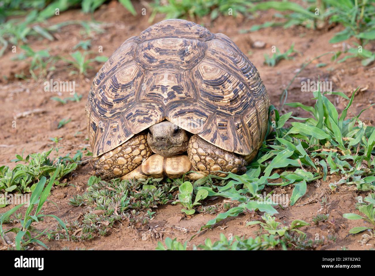 African leopard tortoise hi-res stock photography and images - Alamy