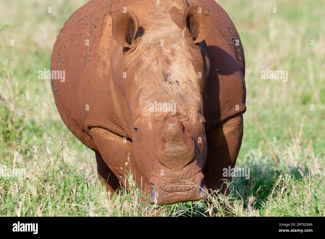 White rhinoceros, white rhino or square-lipped rhinoceros ...