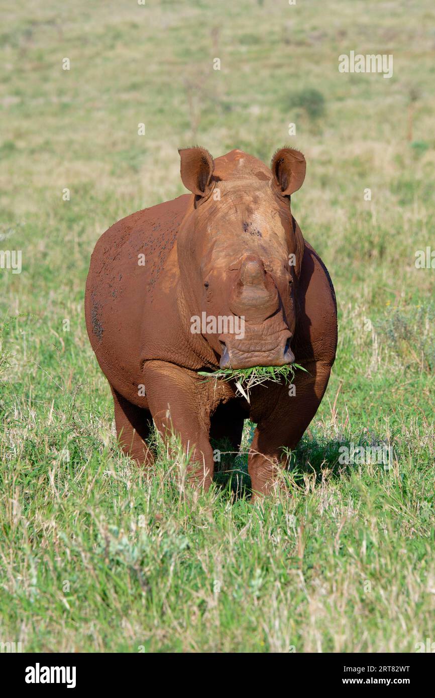 White rhinoceros, white rhino or square-lipped rhinoceros ...
