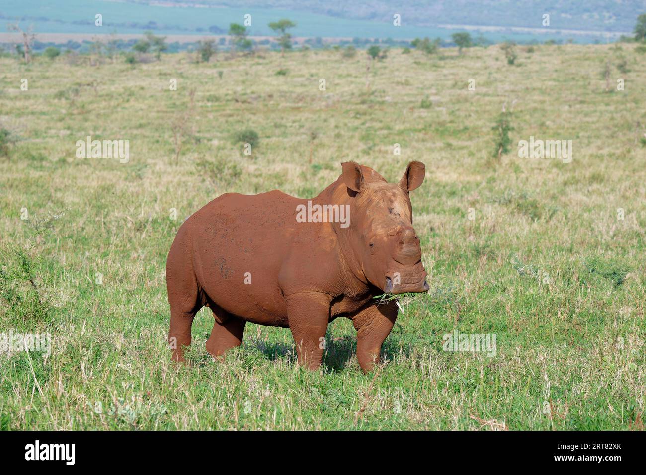 White rhinoceros, white rhino or square-lipped rhinoceros ...