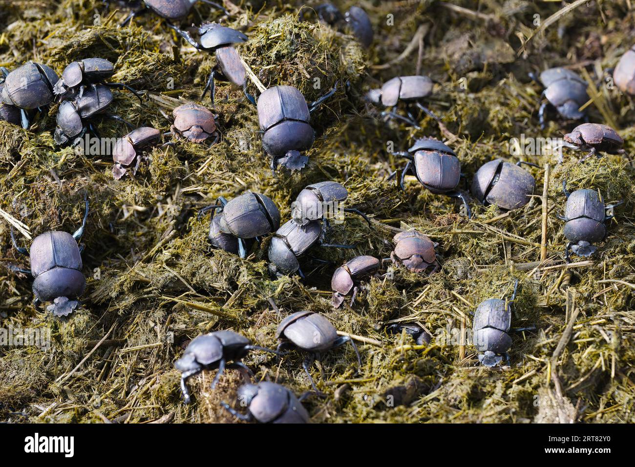 Dung beetles or scarab beetles pushing feces round ball, Kwazulu Natal ...
