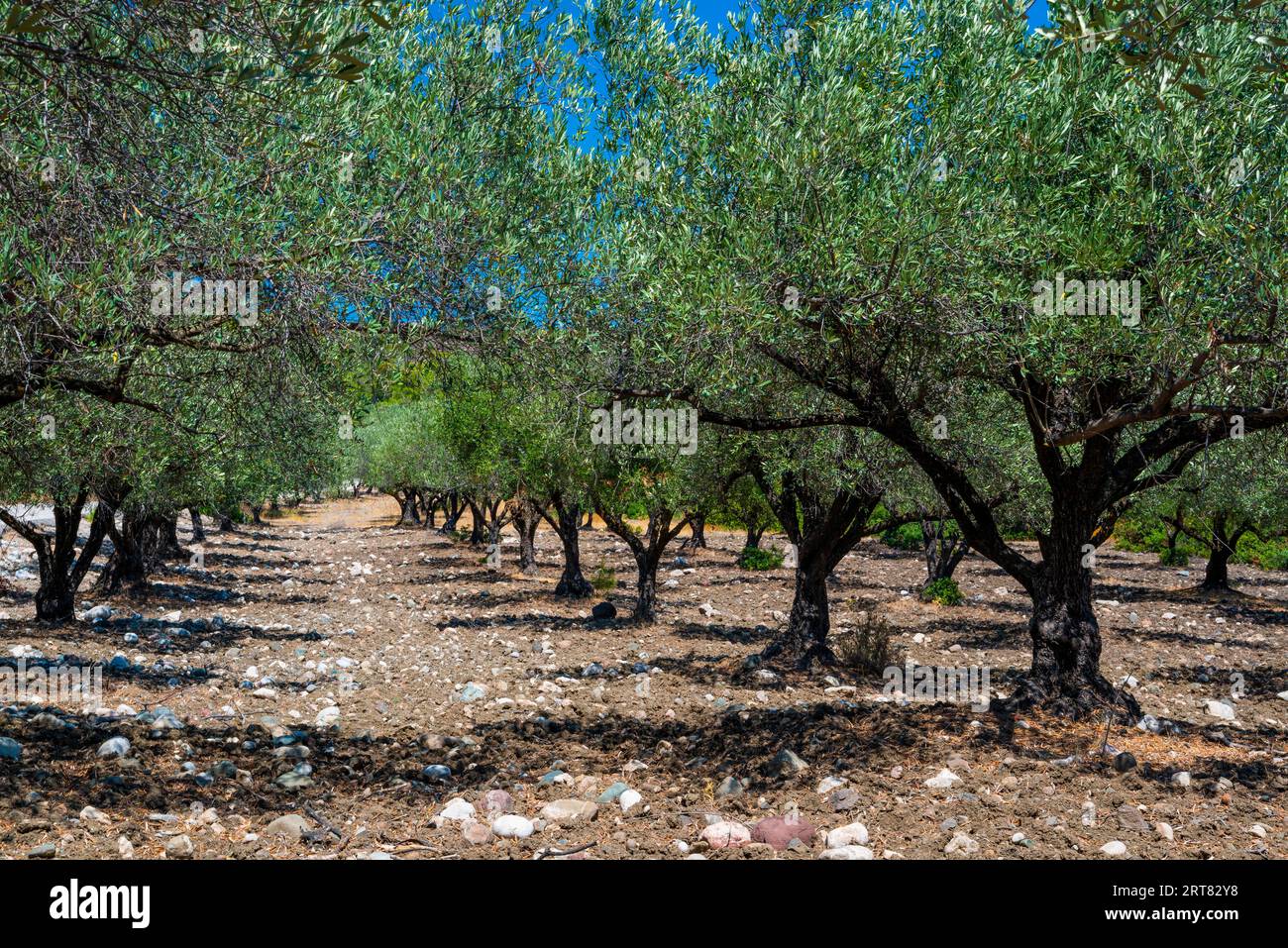 Old olive trees (Olea europaea), Rhodes, Dodecanese, Greece Stock Photo ...