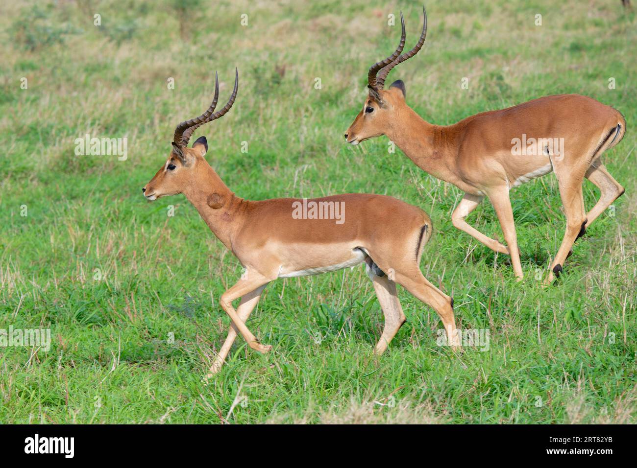 Impalas running hi-res stock photography and images - Alamy