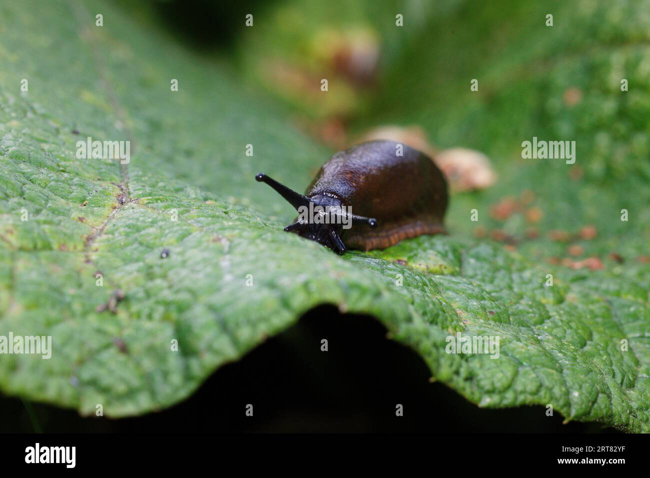 Slug pest damage garden hi-res stock photography and images - Alamy