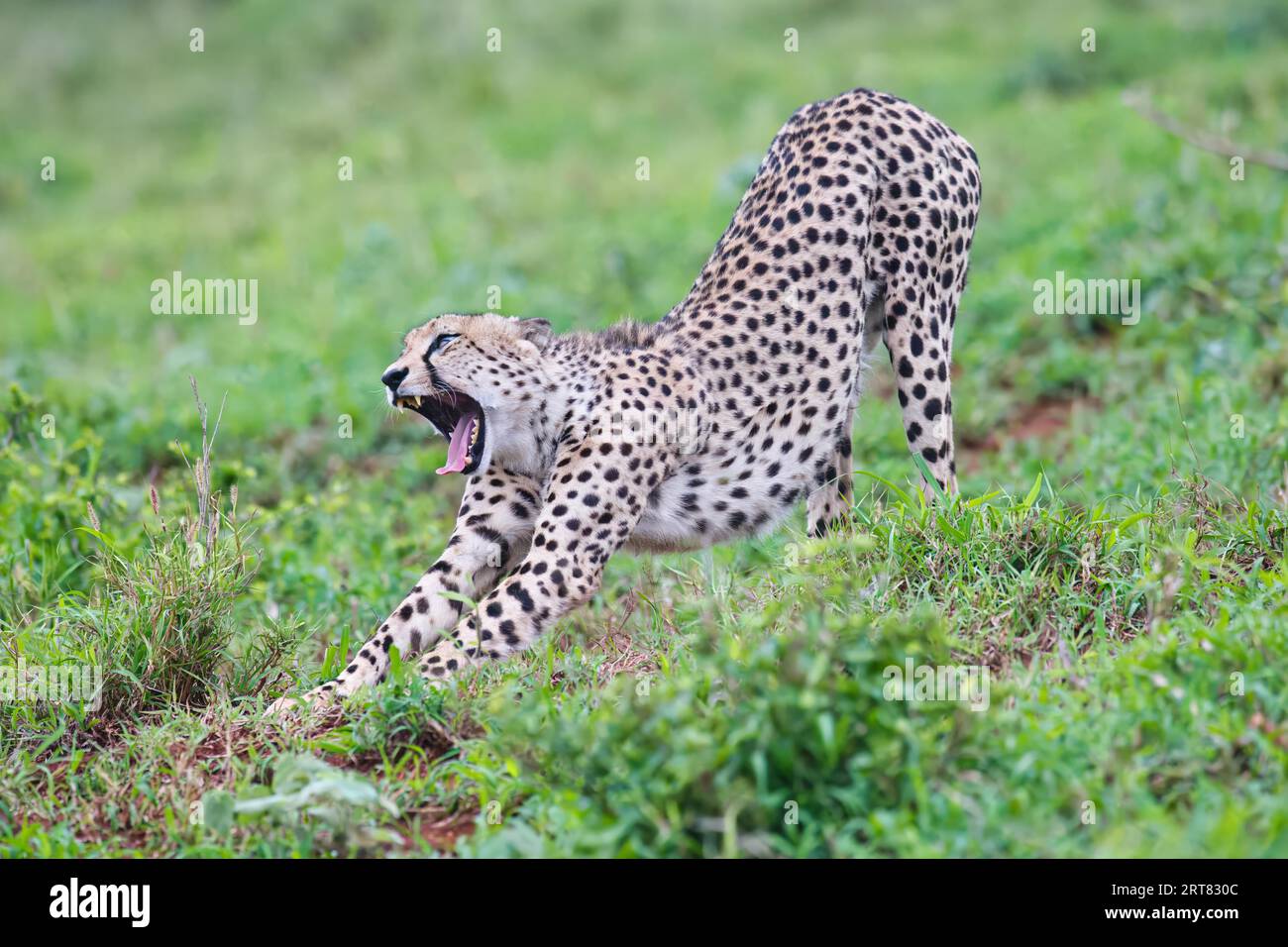 Young Southeast African cheetah (Acinonyx jubatus jubatus) stretching ...