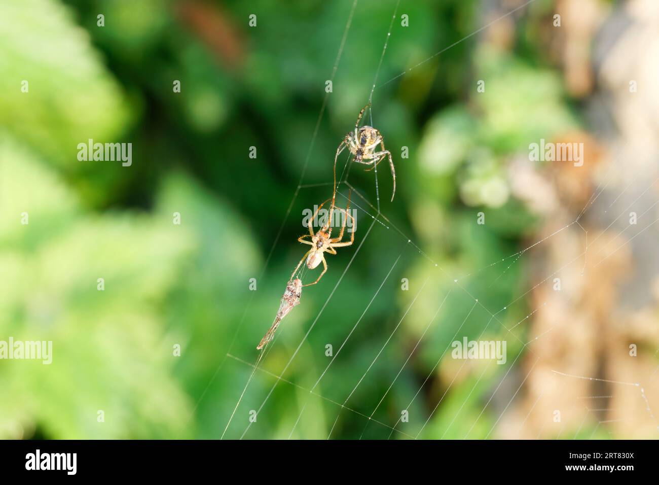 Two spiders in pre-mating with a fly wrapped in silk Stock Photo - Alamy