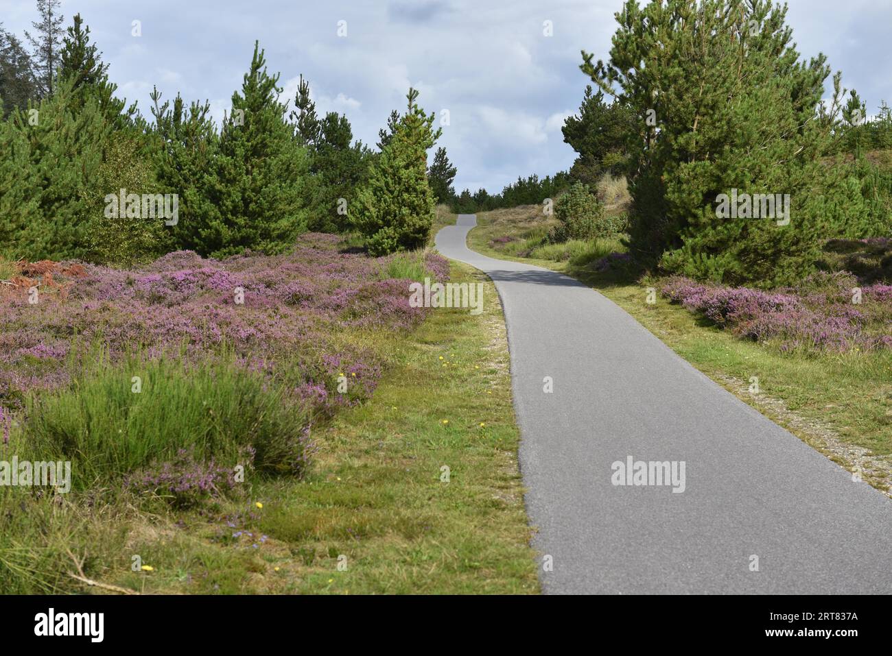 Bicycle path in heath landscape of Denmark Stock Photo - Alamy