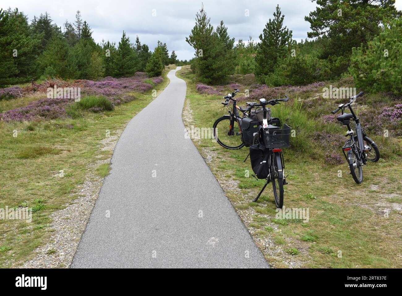 Cycling in the heath landscape of Denmark Stock Photo - Alamy