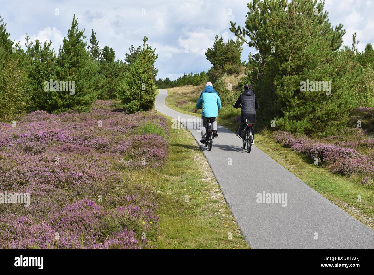 Cycling in a heath landscape, Denmark Stock Photo - Alamy