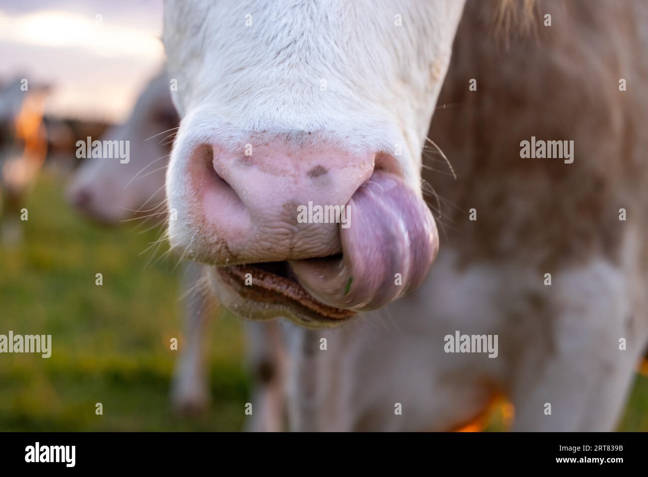 Mouth cattle hi-res stock photography and images - Alamy