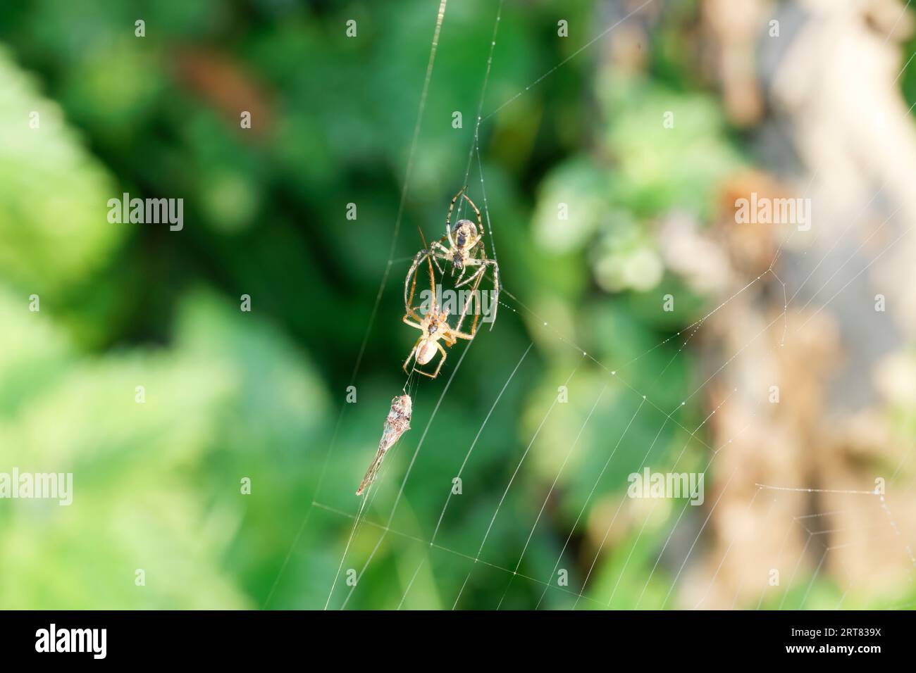 Two spiders in pre-mating with a fly wrapped in silk Stock Photo - Alamy
