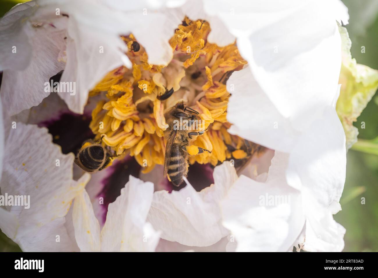 Bees collect pollen from Paeonia suffruticosa, tree peony or paeony ...