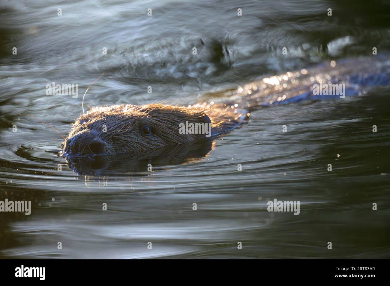 Water beaver hi-res stock photography and images - Alamy
