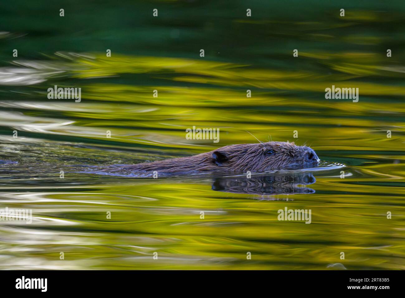 Water beaver hi-res stock photography and images - Alamy