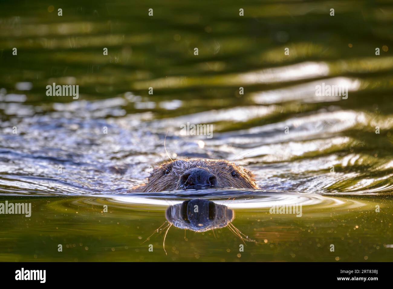 Water beaver hi-res stock photography and images - Alamy