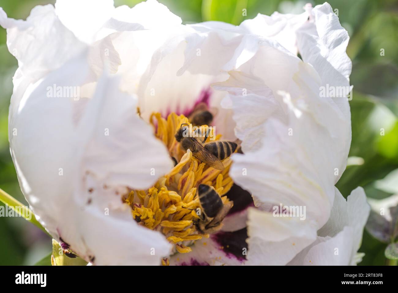 Bees collect pollen from Paeonia suffruticosa, tree peony or paeony flower Stock Photo - Alamy