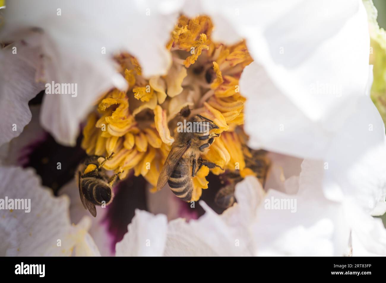 Bees collect pollen from Paeonia suffruticosa, tree peony or paeony ...