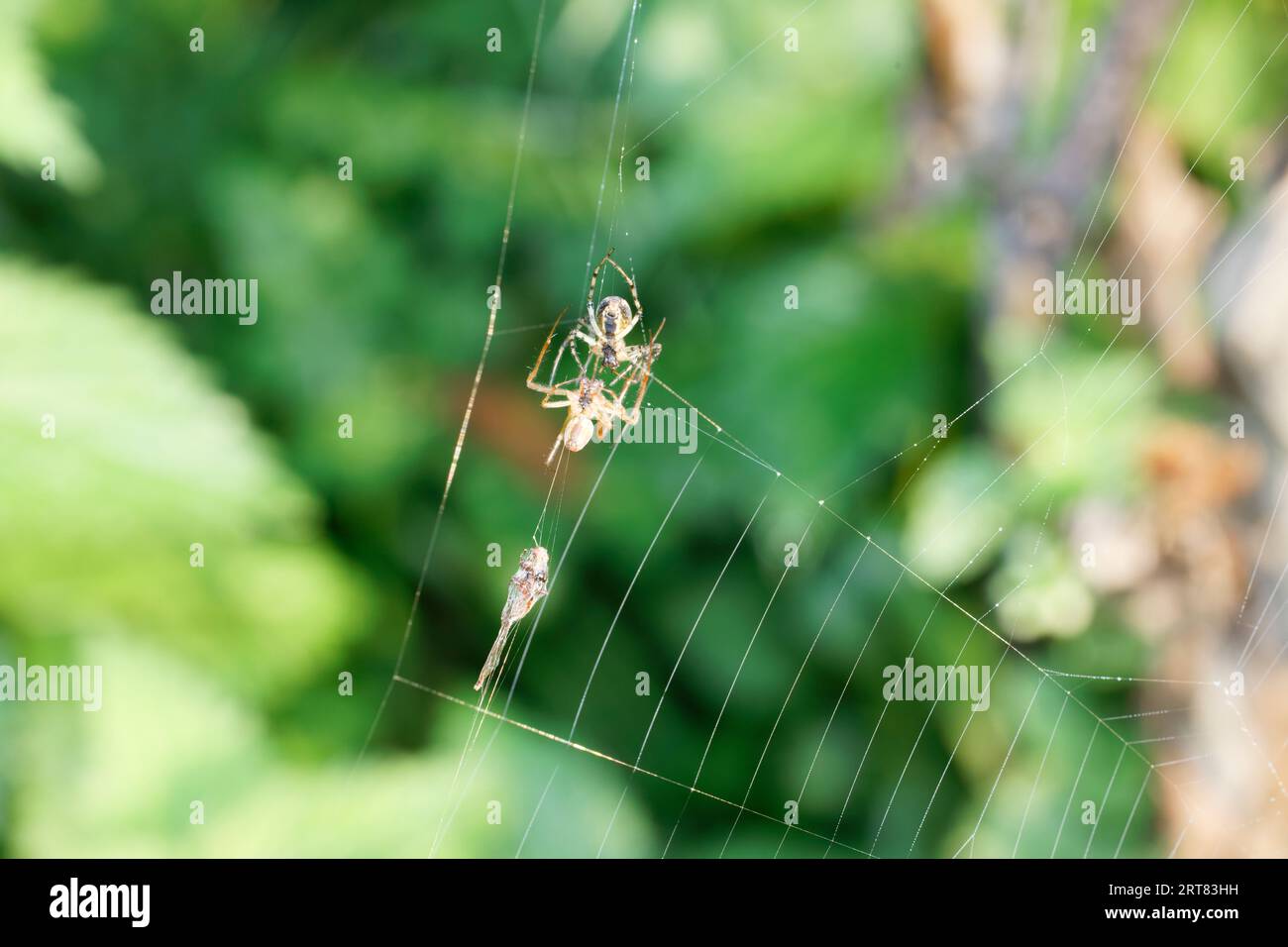 Two spiders in pre-mating with a fly wrapped in silk Stock Photo - Alamy