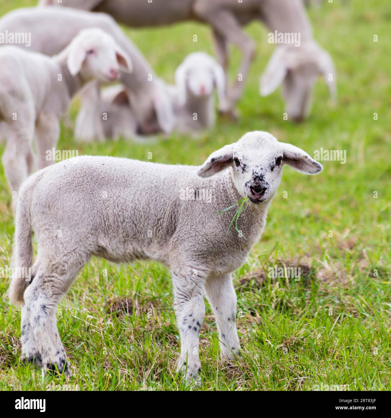 Pasture pet hi-res stock photography and images - Alamy