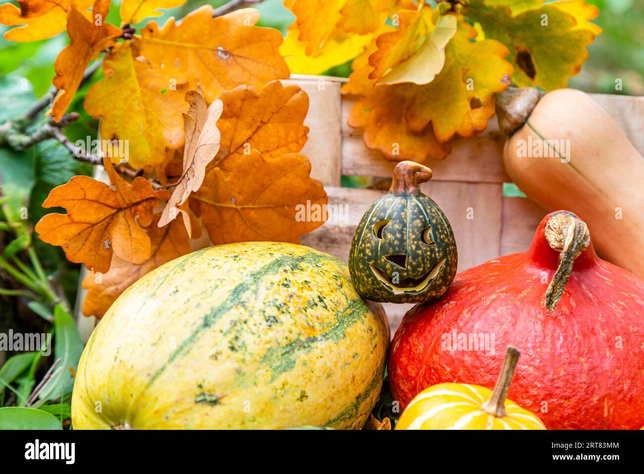 Jack o'lantern, Hokkaido squash, butternut squash, spaghetti squash and ...