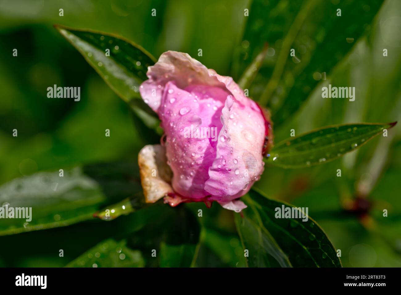 peony or paeony, Paeonia pink after rain in the sun. One peony flower ...