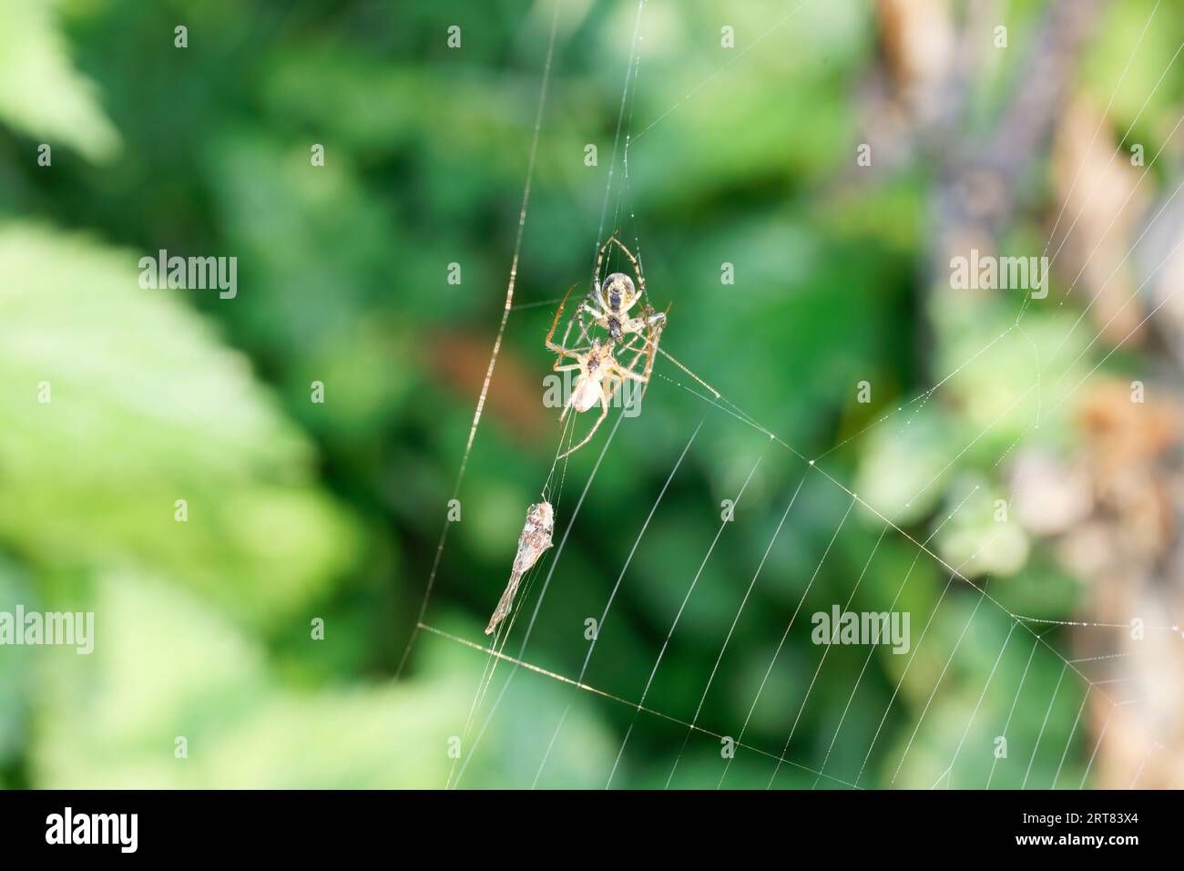 Two spiders in pre-mating with a fly wrapped in silk Stock Photo - Alamy