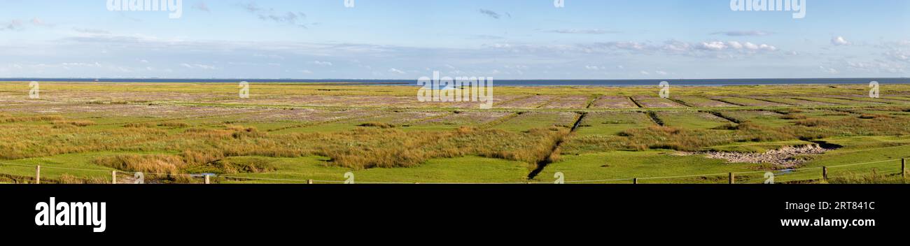 Salt marshes on the Wadden Sea on the East Frisian North Sea island of ...
