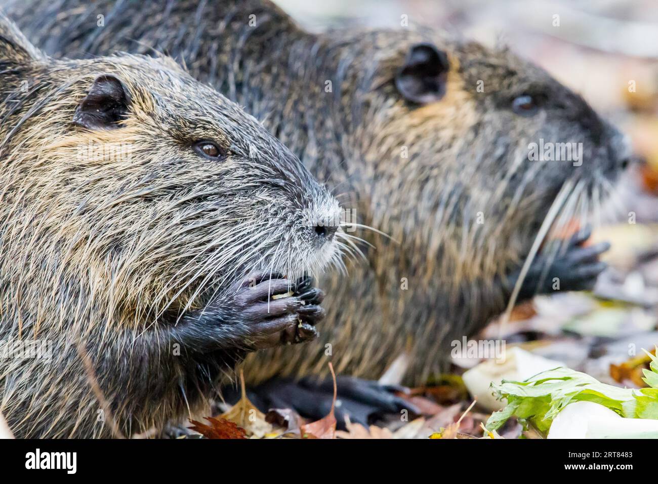 Nutria (Myocastor coypus) in the Moenchbruch nature reserve near ...
