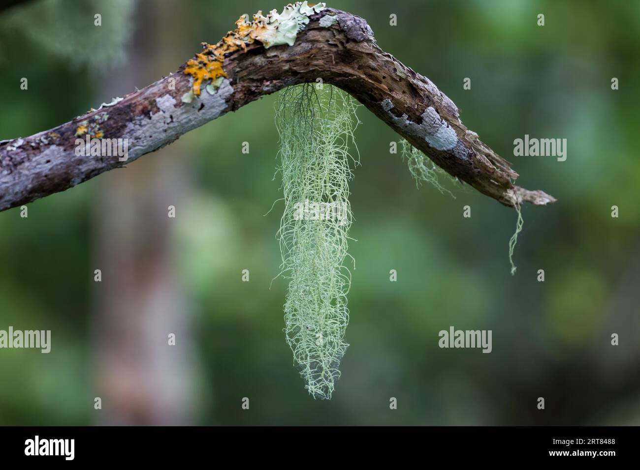 Hanging black lichen hi-res stock photography and images - Alamy