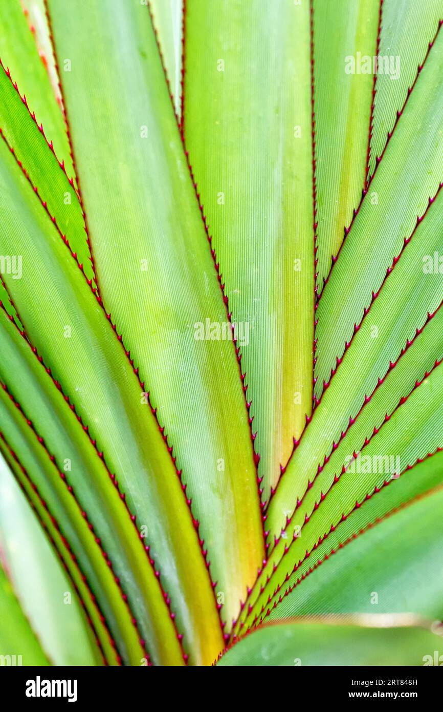 Leaves of Aloe purpurea in the Black River Gorges National Park in the ...