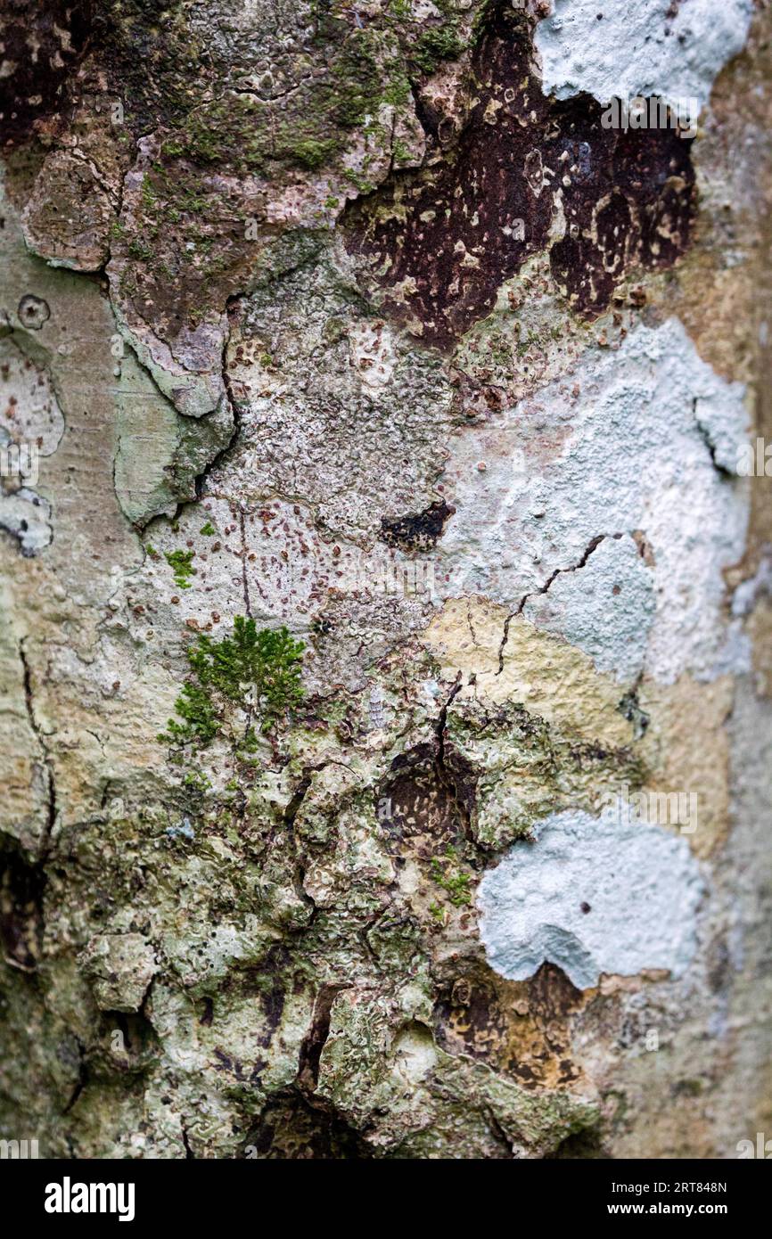 Tree trunk overgrown with lichen in the Black River Gorges National ...