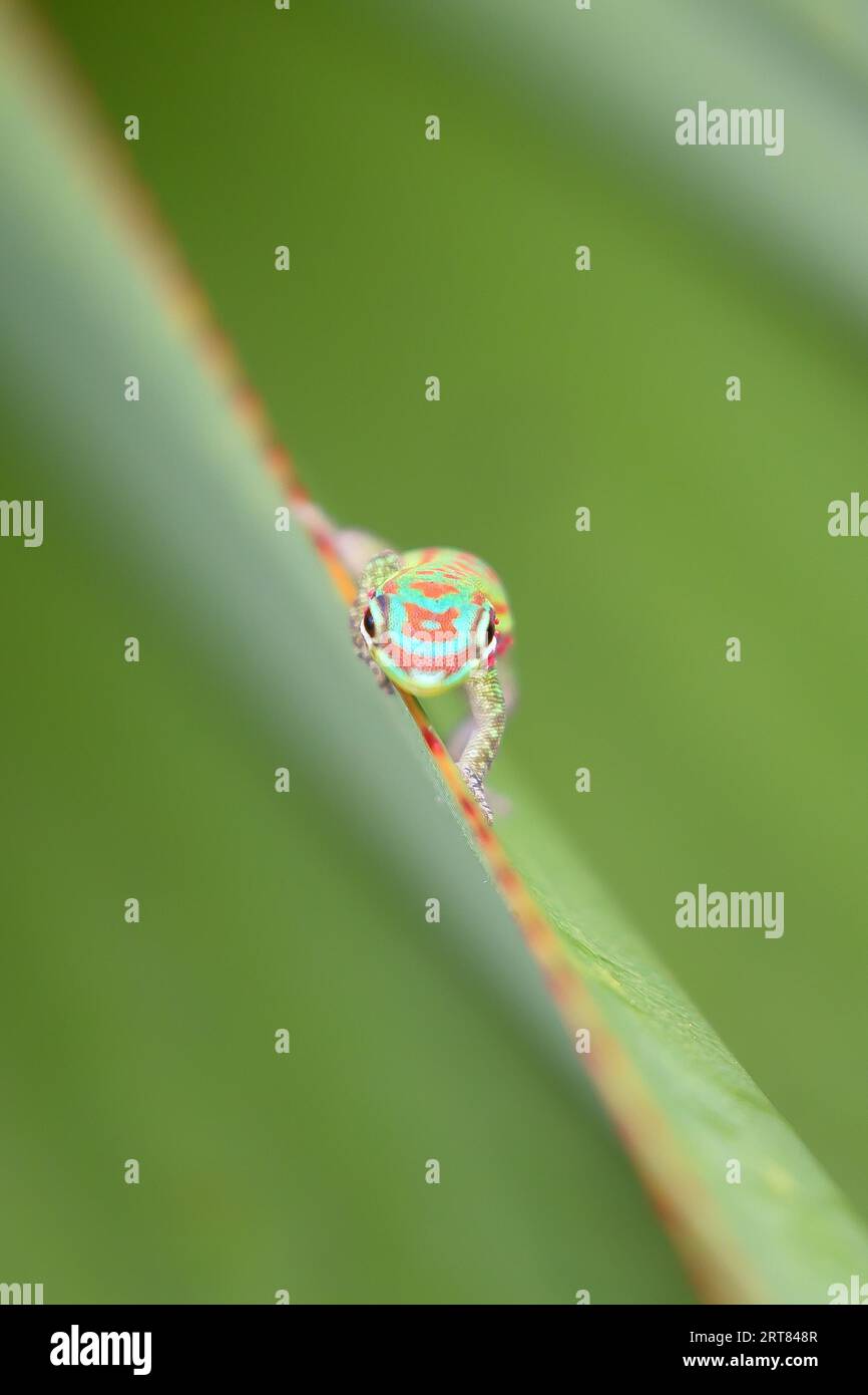 Blue-tailed day gecko (Phelsume cepediana) in the Black River Gorges ...