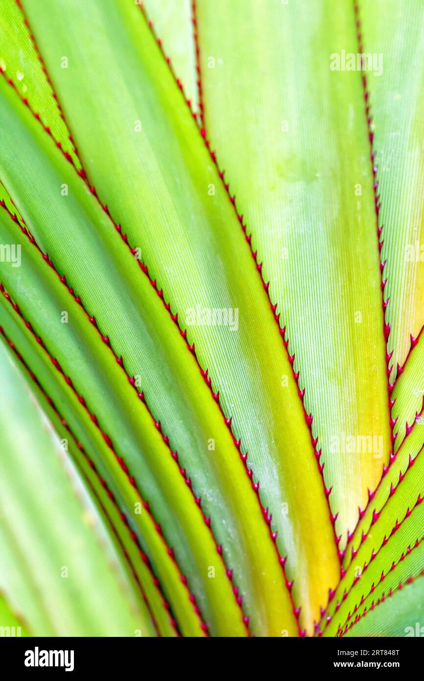 Leaves of Aloe purpurea in the Black River Gorges National Park in the ...