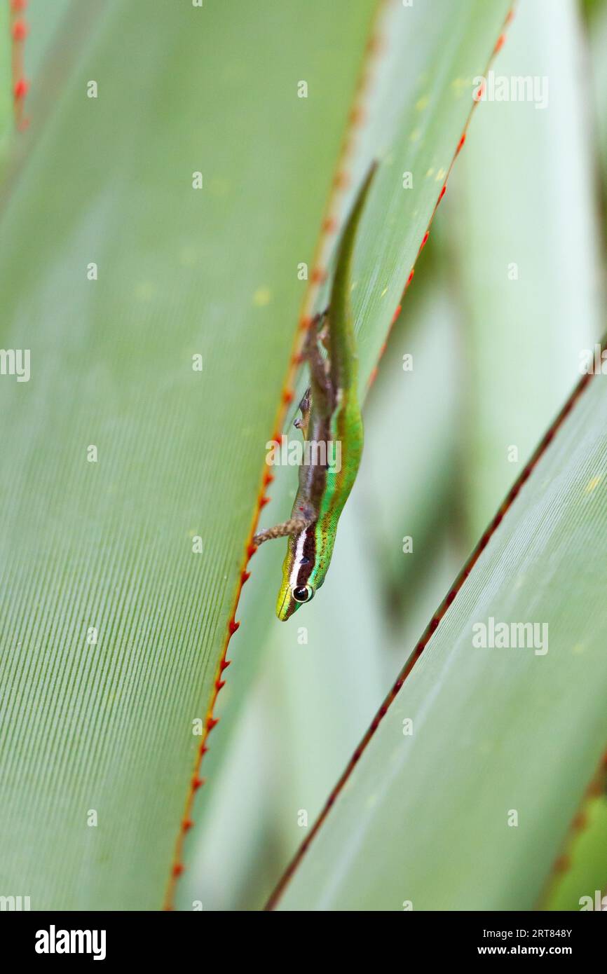 Blue-tailed day gecko (Phelsume cepediana) in the Black River Gorges ...