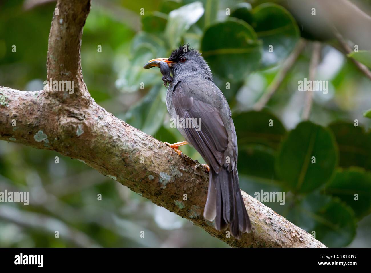 Mauritius lizard hi-res stock photography and images - Alamy