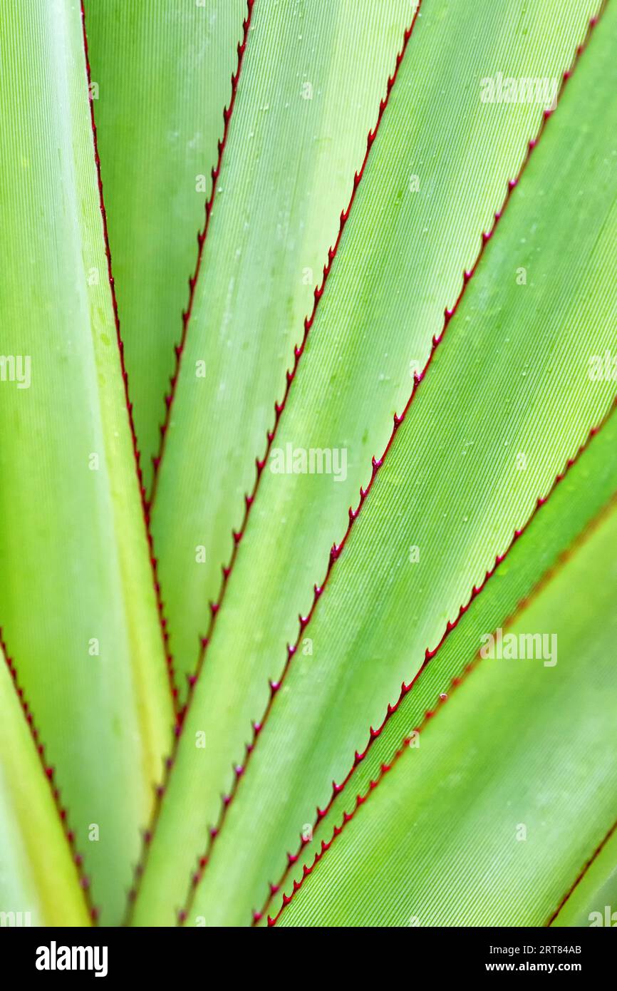 Leaves of Aloe purpurea in the Black River Gorges National Park in the ...