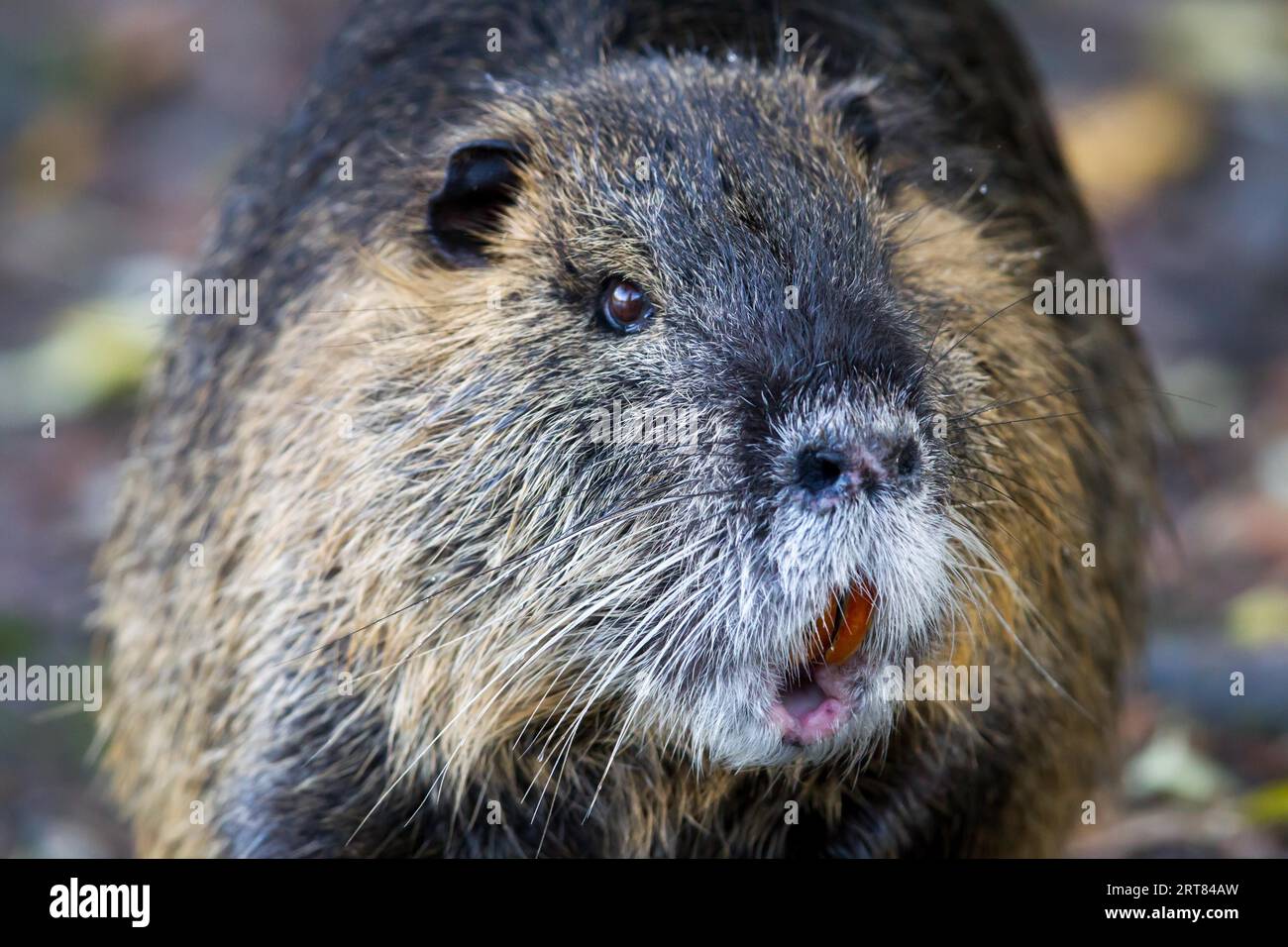 Nutria (Myocastor coypus) in the Moenchbruch nature reserve near ...